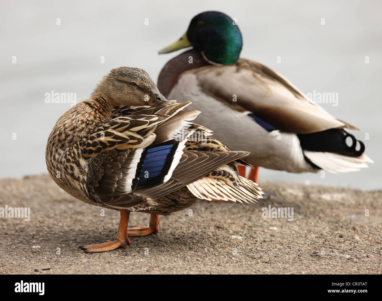 Female Mallard Duck preening her feathers Stock Photo - Alamy