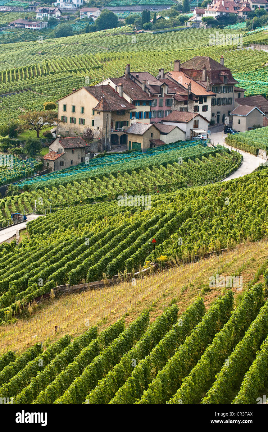 Ridge vineyards hi-res stock photography and images - Alamy