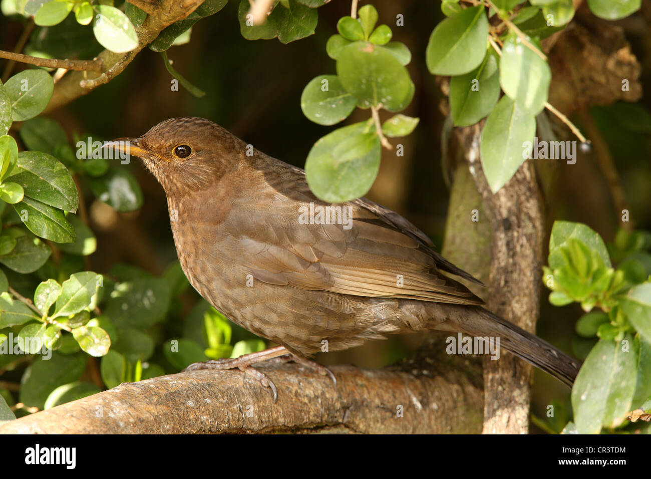 Portrait of a female Blackbird Stock Photo - Alamy