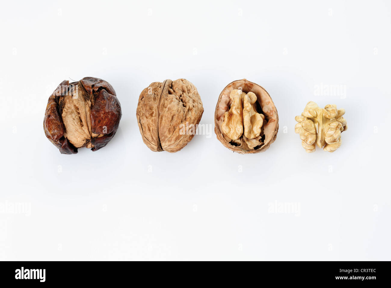 Walnuts (Juglans regia), walnut fruits with and without shell, halved ...