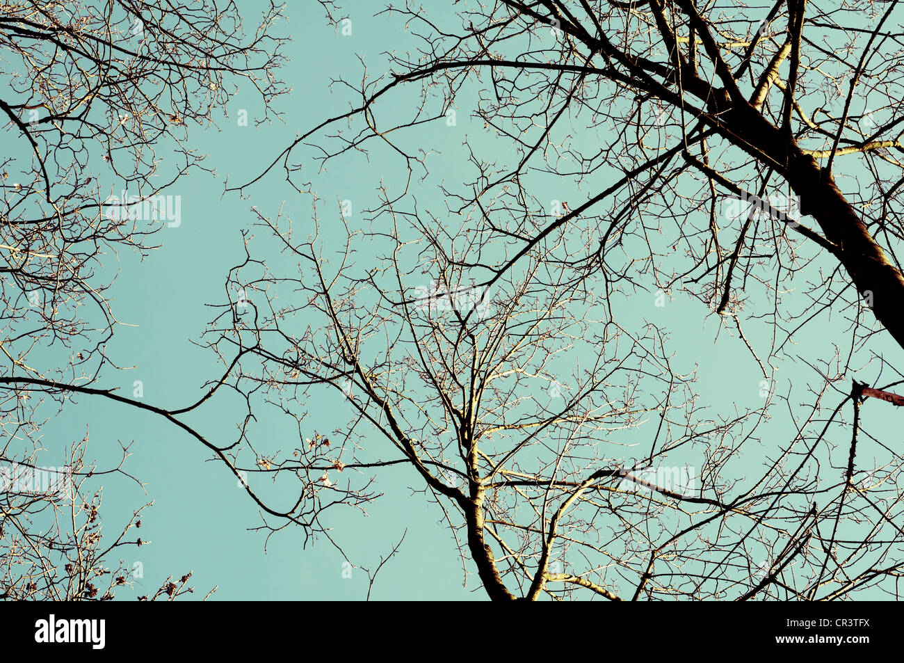 Exterior treetops hi-res stock photography and images - Alamy