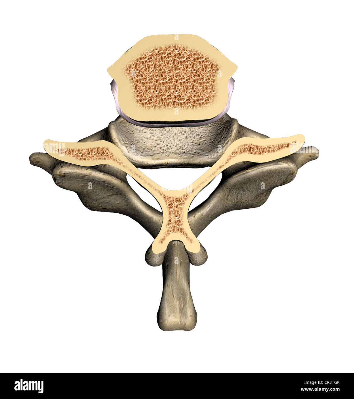 C6 c7 hi-res stock photography and images - Alamy