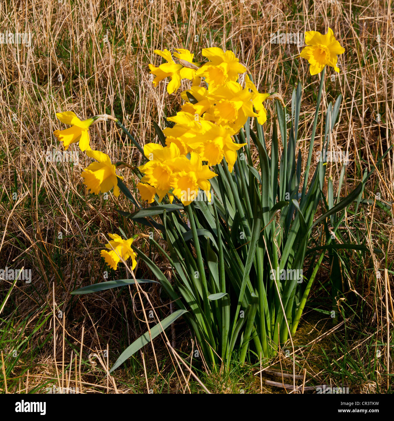 The common daffodil, also known as trumpet narcissus of species ...