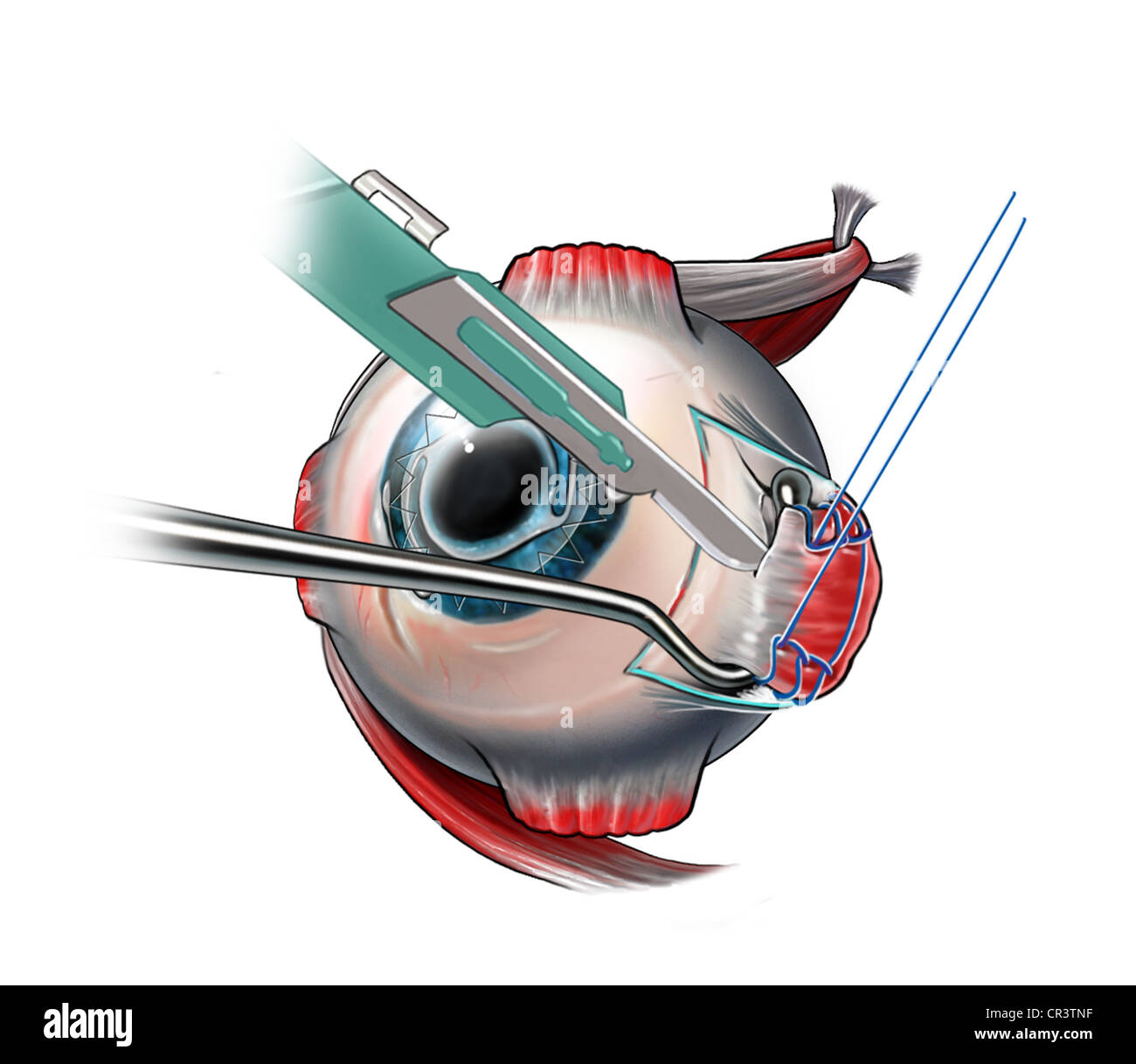 Medial Rectus Stock Photos & Medial Rectus Stock Images - Alamy