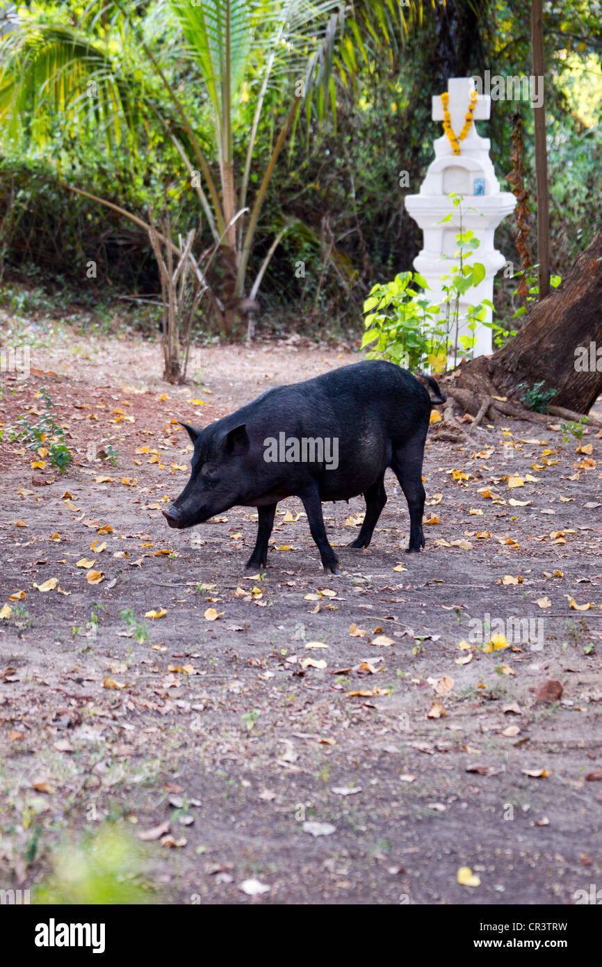 Pig in india hi-res stock photography and images - Alamy
