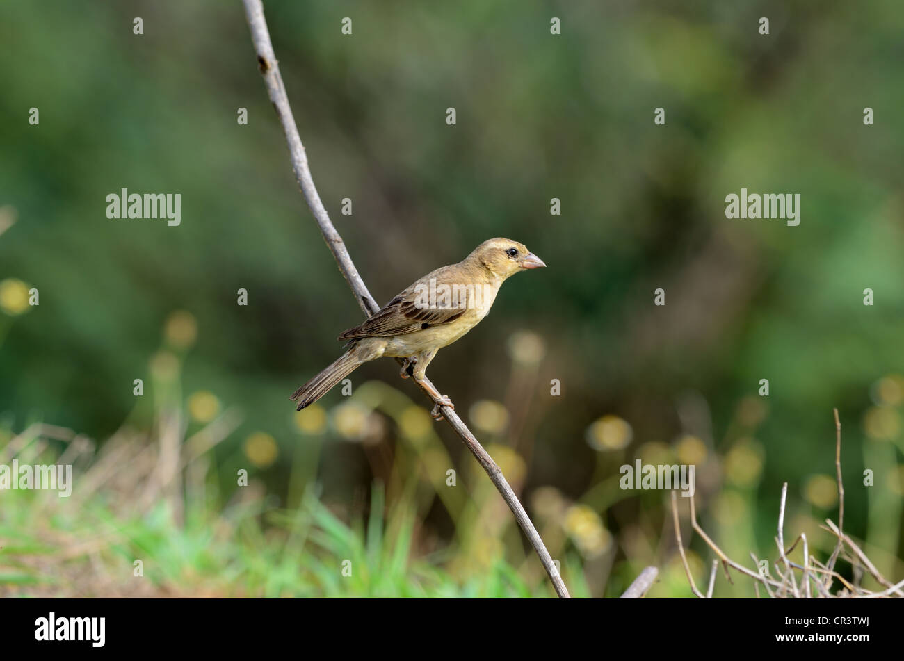 Female weaver birds hi-res stock photography and images - Alamy