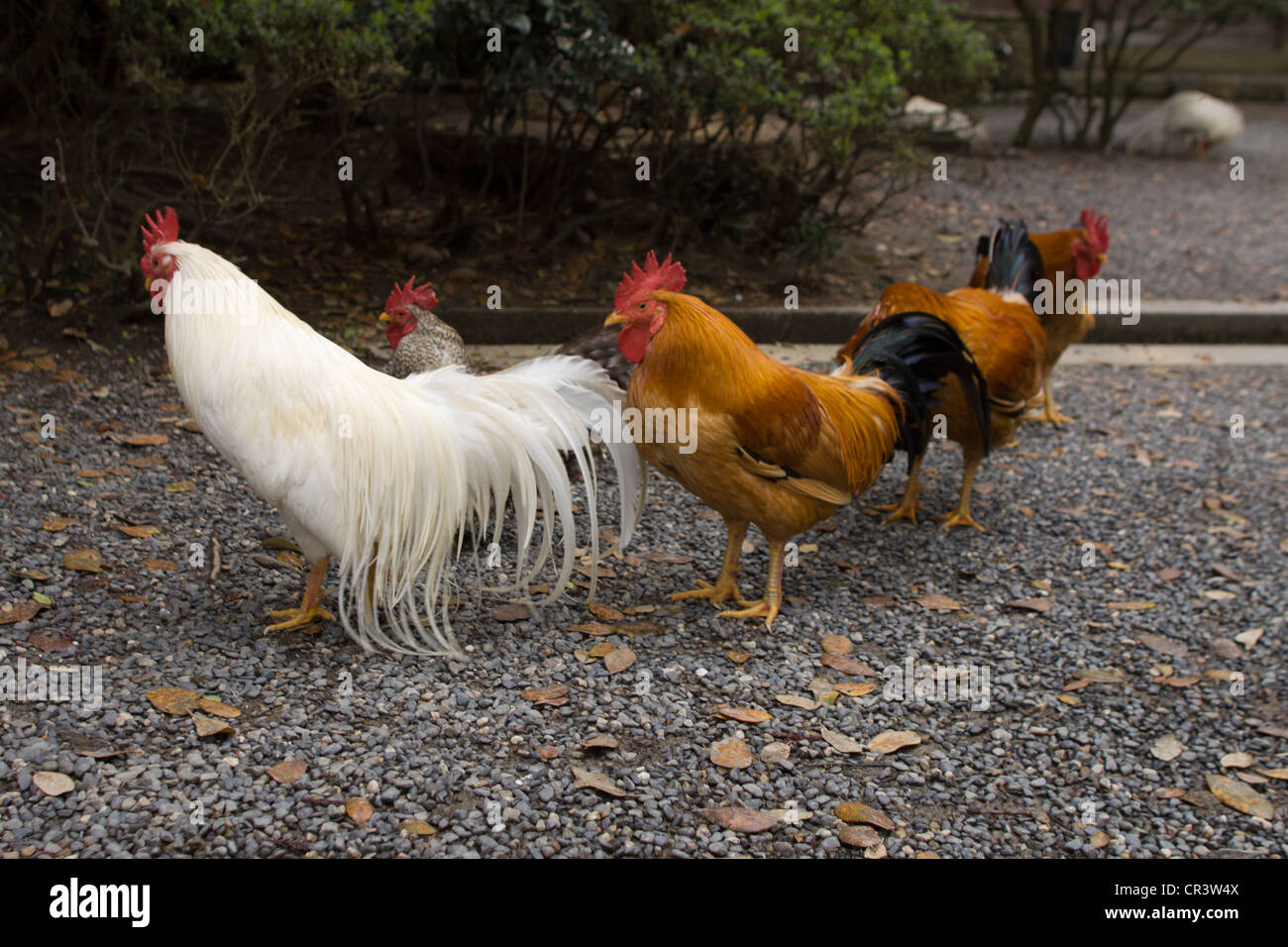 A group of chickens Stock Photo - Alamy