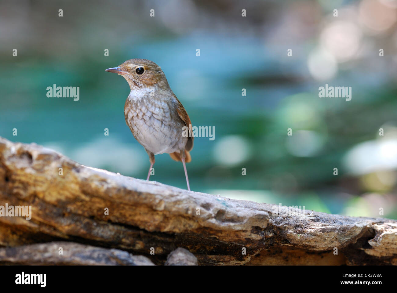 Asian robin hi-res stock photography and images - Alamy