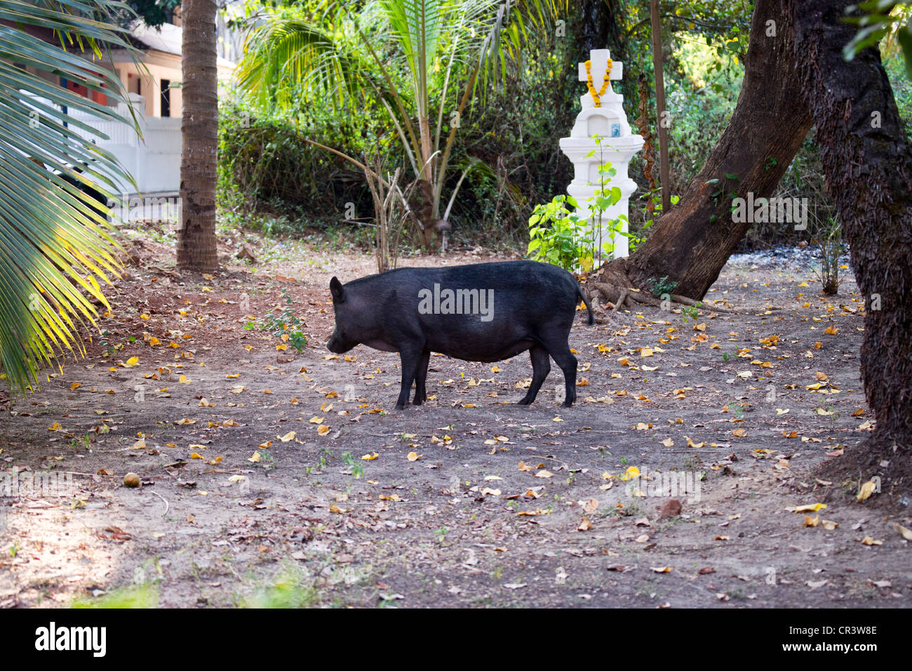 Pig shrine hi-res stock photography and images - Alamy
