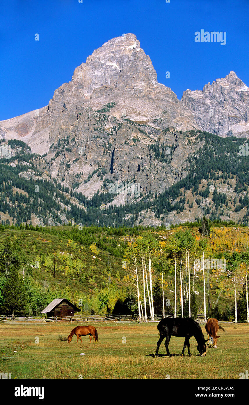 United States, Wyoming, parc national de Grand Teton Stock Photo - Alamy