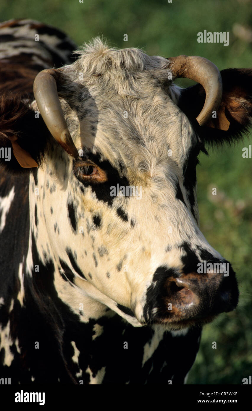 France, Calvados, cow of normandy breed Stock Photo - Alamy