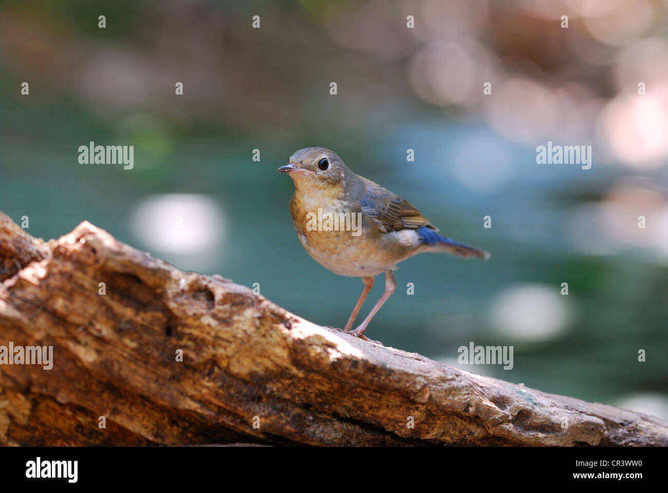 Female robin hi-res stock photography and images - Alamy