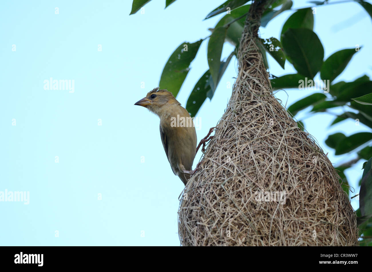 beautiful female baya weaver (Ploceus philippinus) nesting Stock Photo - Alamy