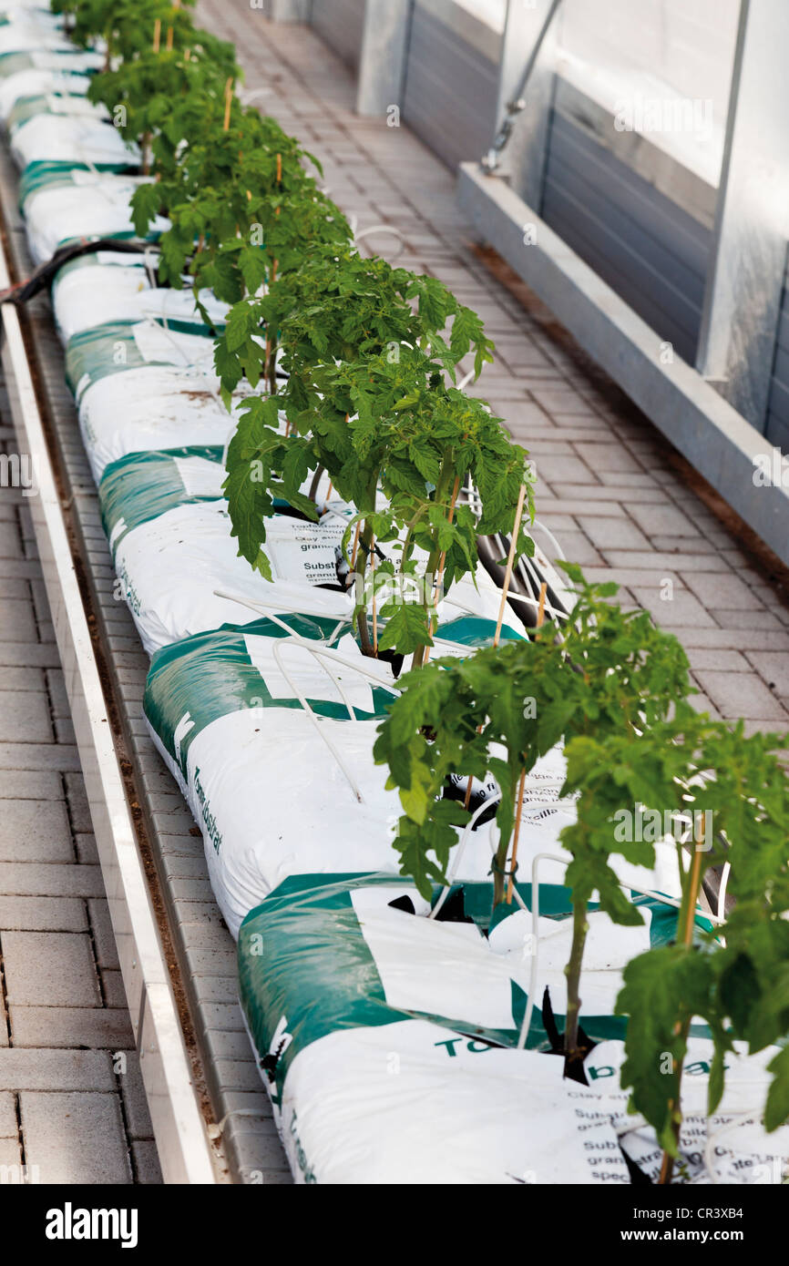 Tomato growing in peat substrate in a greenhouse, National Garden ...