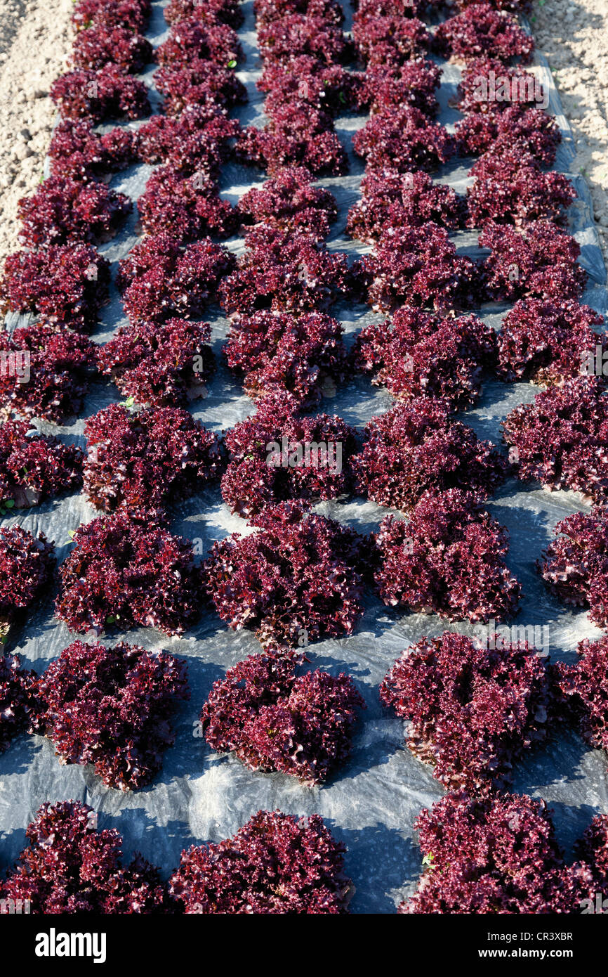 Lollo Rosso, Lollo Rossa, lettuce growing on mulch film, lettuce patch ...