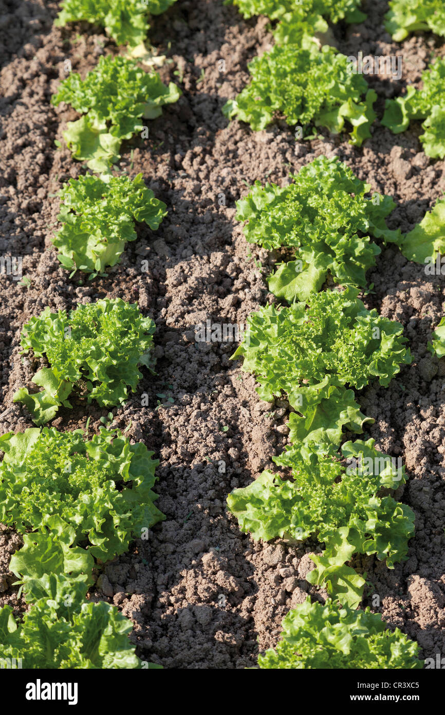 Lollo Bionda lettuce patch, theme gardens, Bundesgartenschau, BUGA 2011 ...