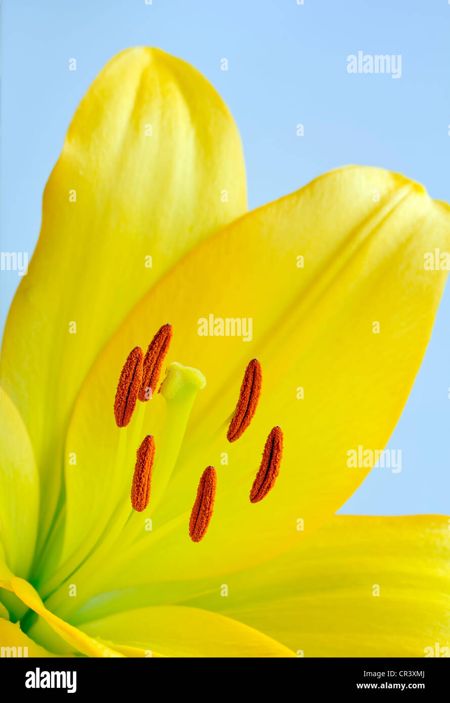 Bright yellow lily on blue background Stock Photo - Alamy