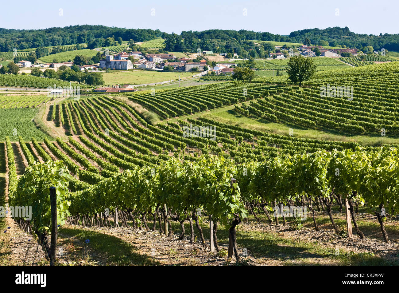 Grande champagne cognac hi-res stock photography and images - Alamy