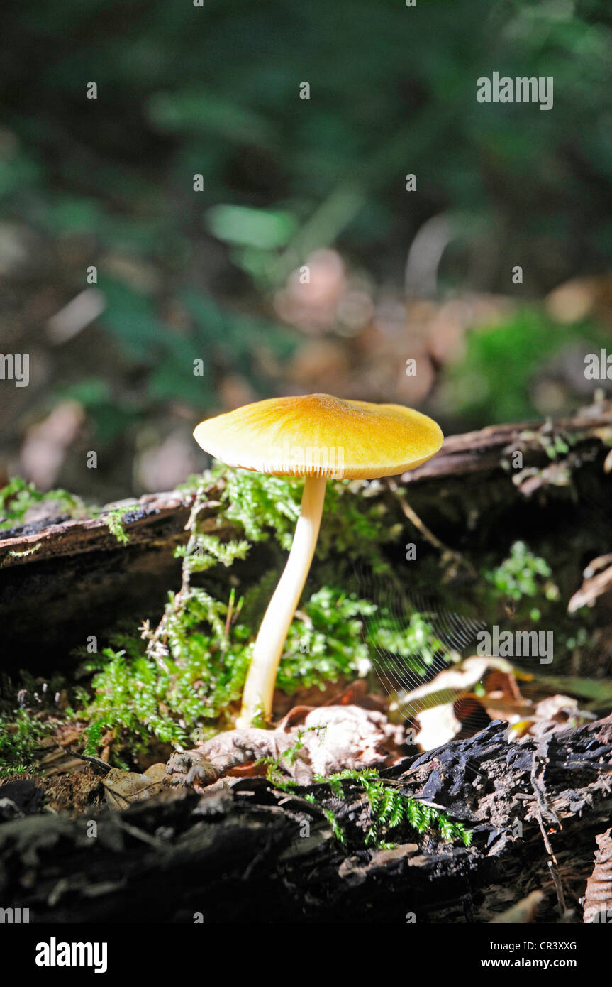 Pluteus Fungi High Resolution Stock Photography and Images - Alamy
