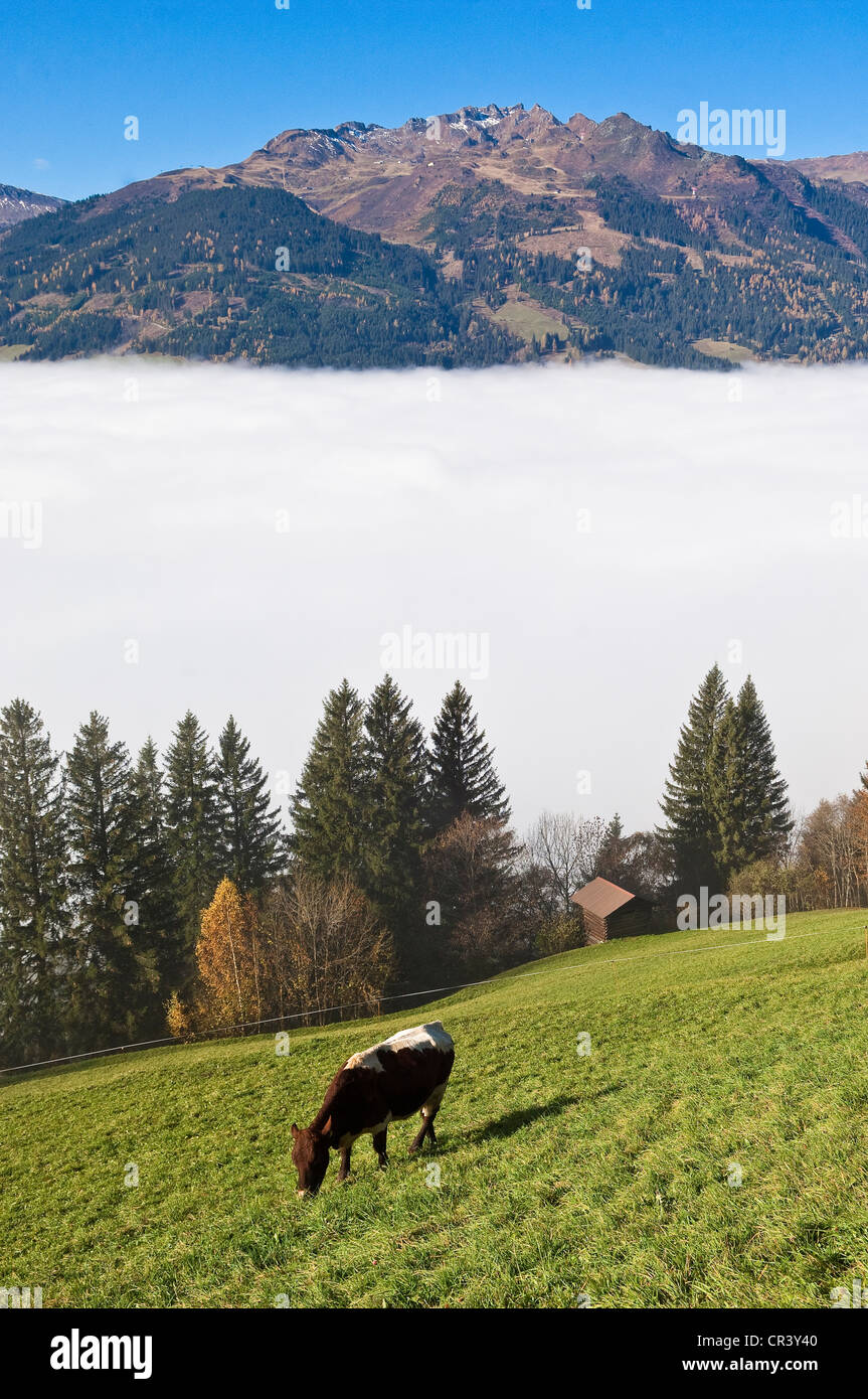 Austria, Salzburg Land, Bad Hofgastein, cow of Pinzgauer Austrian breed ...