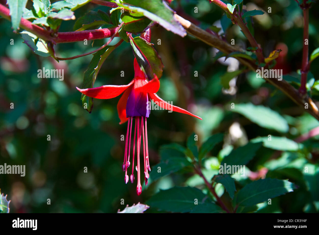 A fuchsia flower Stock Photo - Alamy