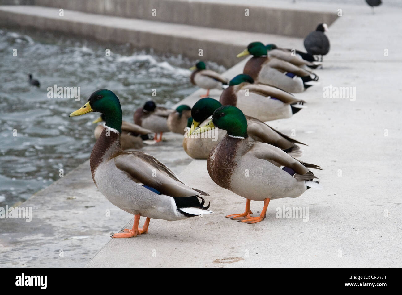 Group of drakes hi-res stock photography and images - Alamy