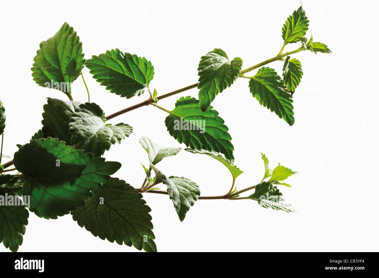 Aztec sweet herb, bushy lippia, honeyherb (Lippia dulcis Stock Photo ...