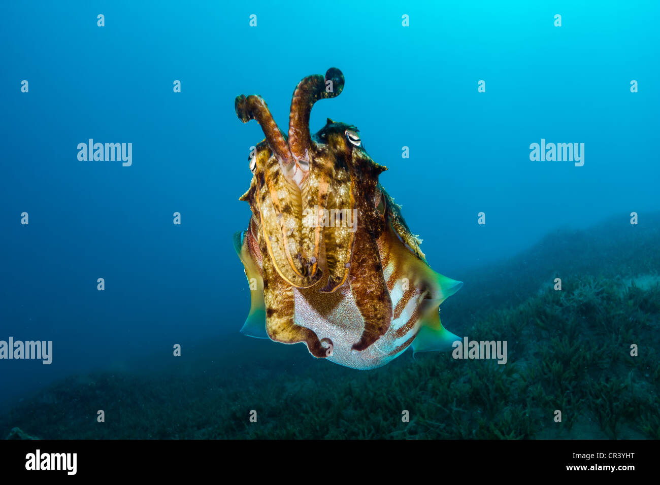 A hooded cuttlefish swimming with a blue water and sea grass background ...