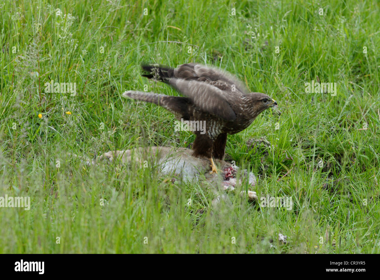 Common Buzzard on a kill Stock Photo - Alamy