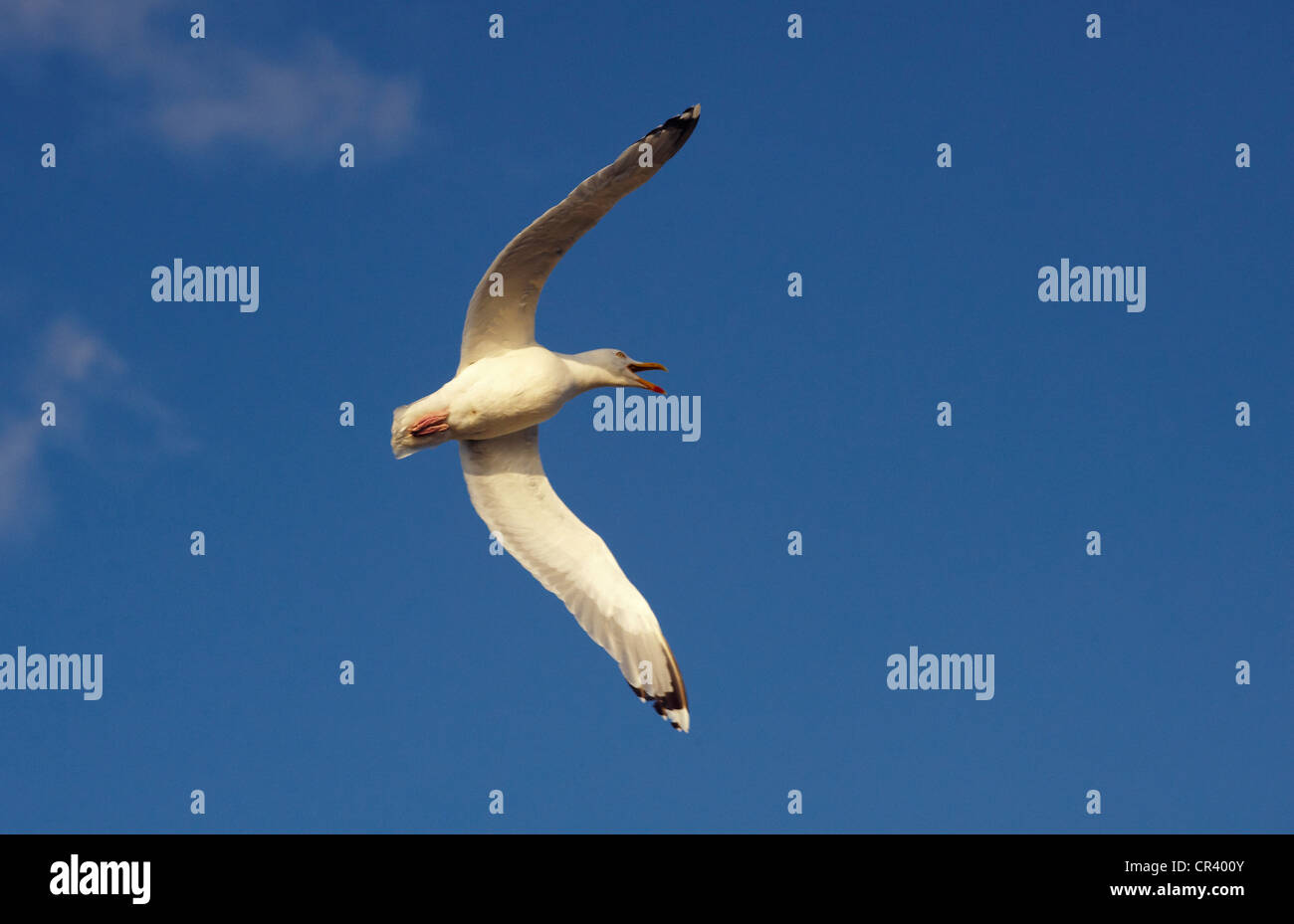 United Kingdom, Highlands, Outer Hebrides, Isle of Lewis, cliffs of ...