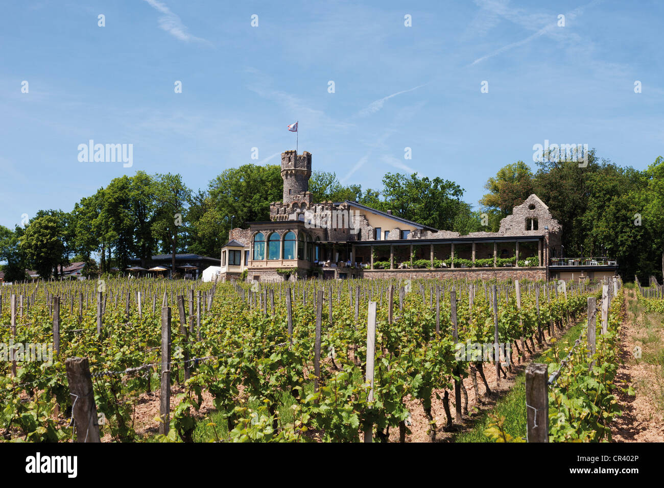 Vineyard in front of Burg Schwarzenstein castle, Geisenheim, Hesse ...