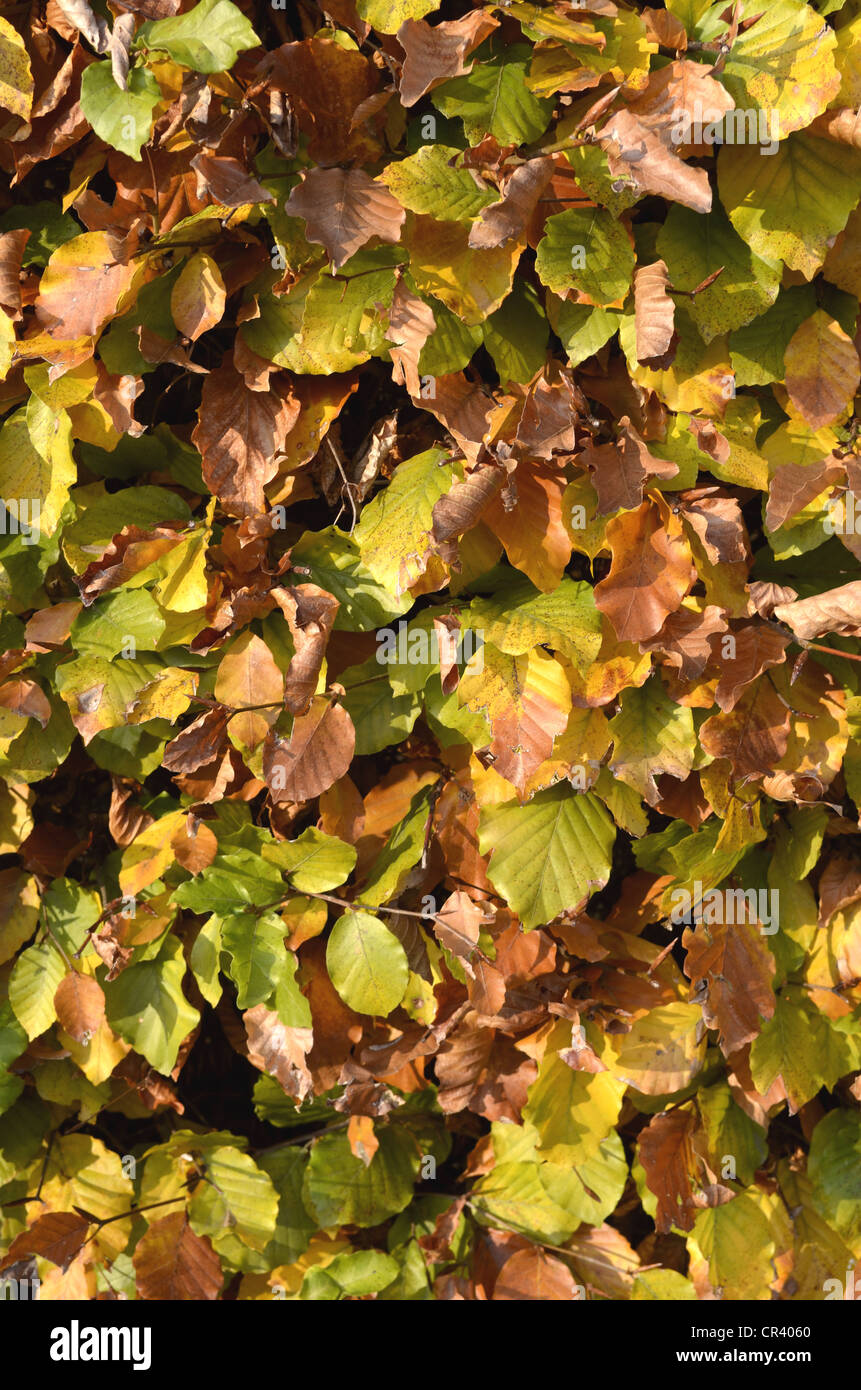 Autumnal beech hedge, European Beech or Common Beech (Fagus sylvatica ...