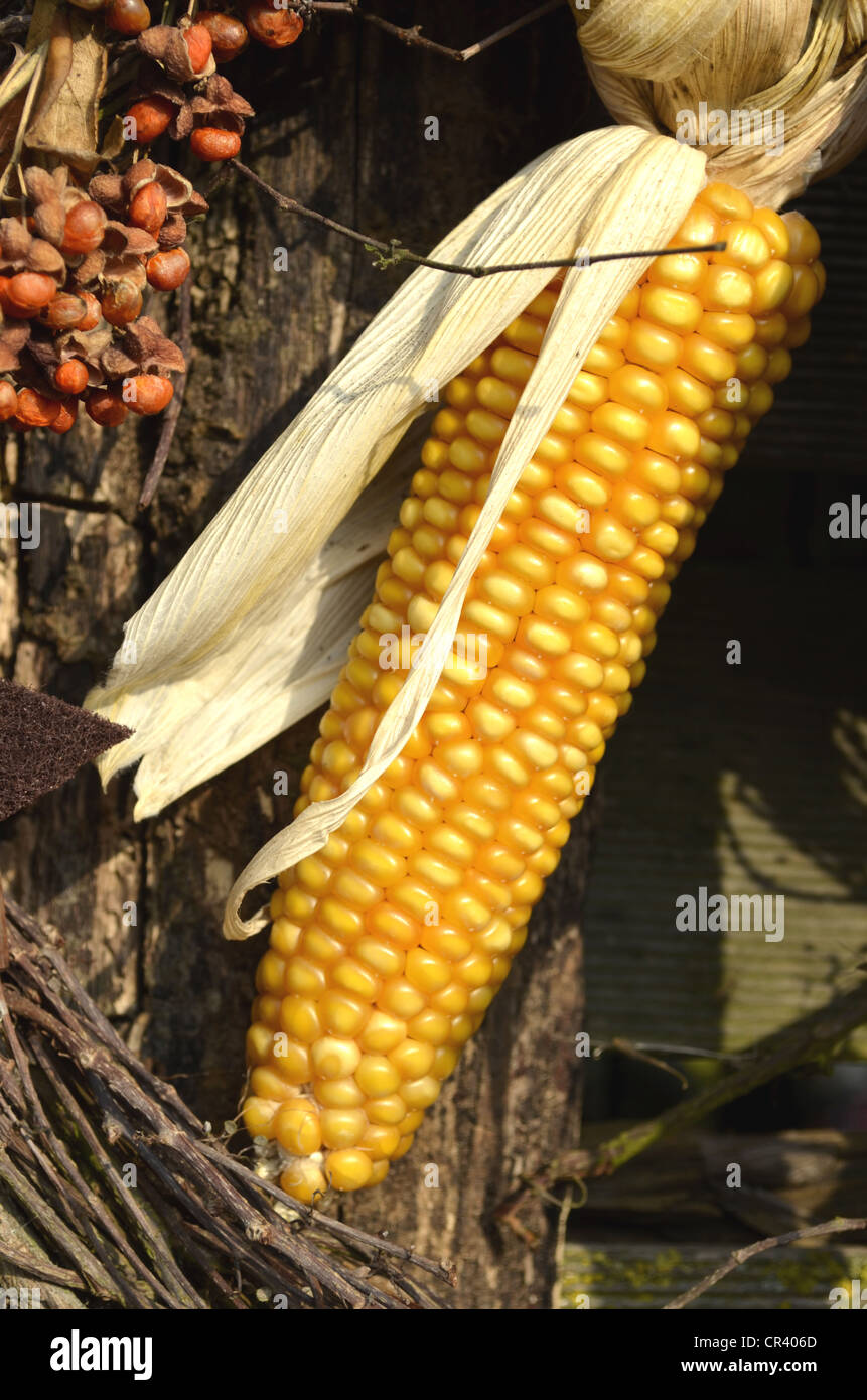 Corn or maize (Zea mays), cob Stock Photo - Alamy