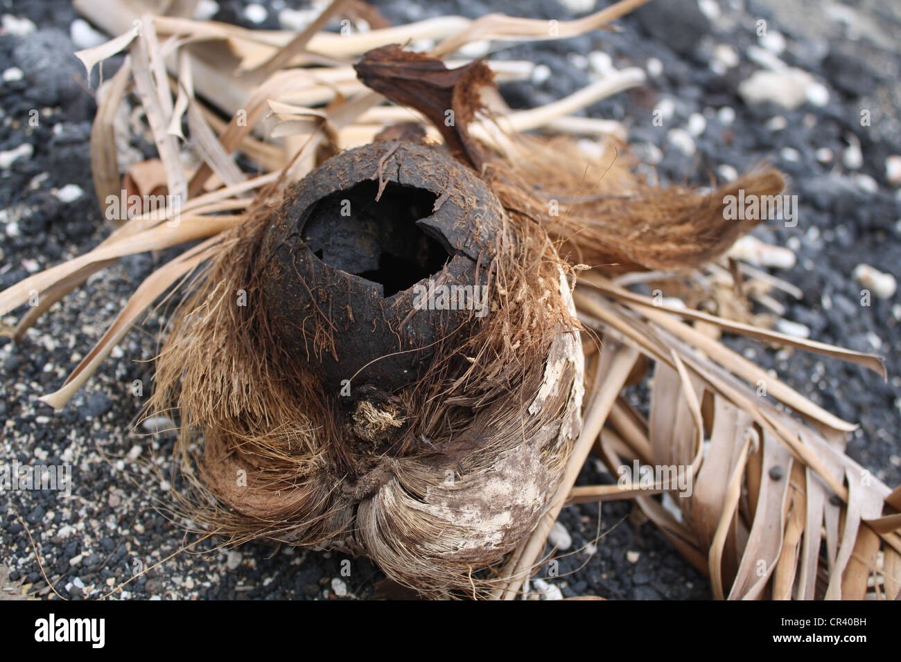 Cracked Coconut Shell with Palm Frond on Black Sand Beach in Hawaii ...
