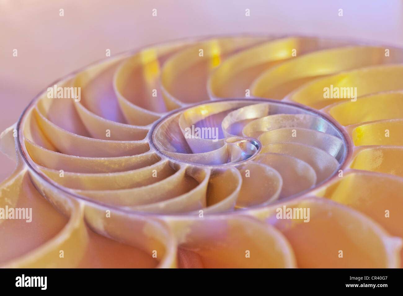 Cross section chambered nautilus shell hi-res stock photography and ...