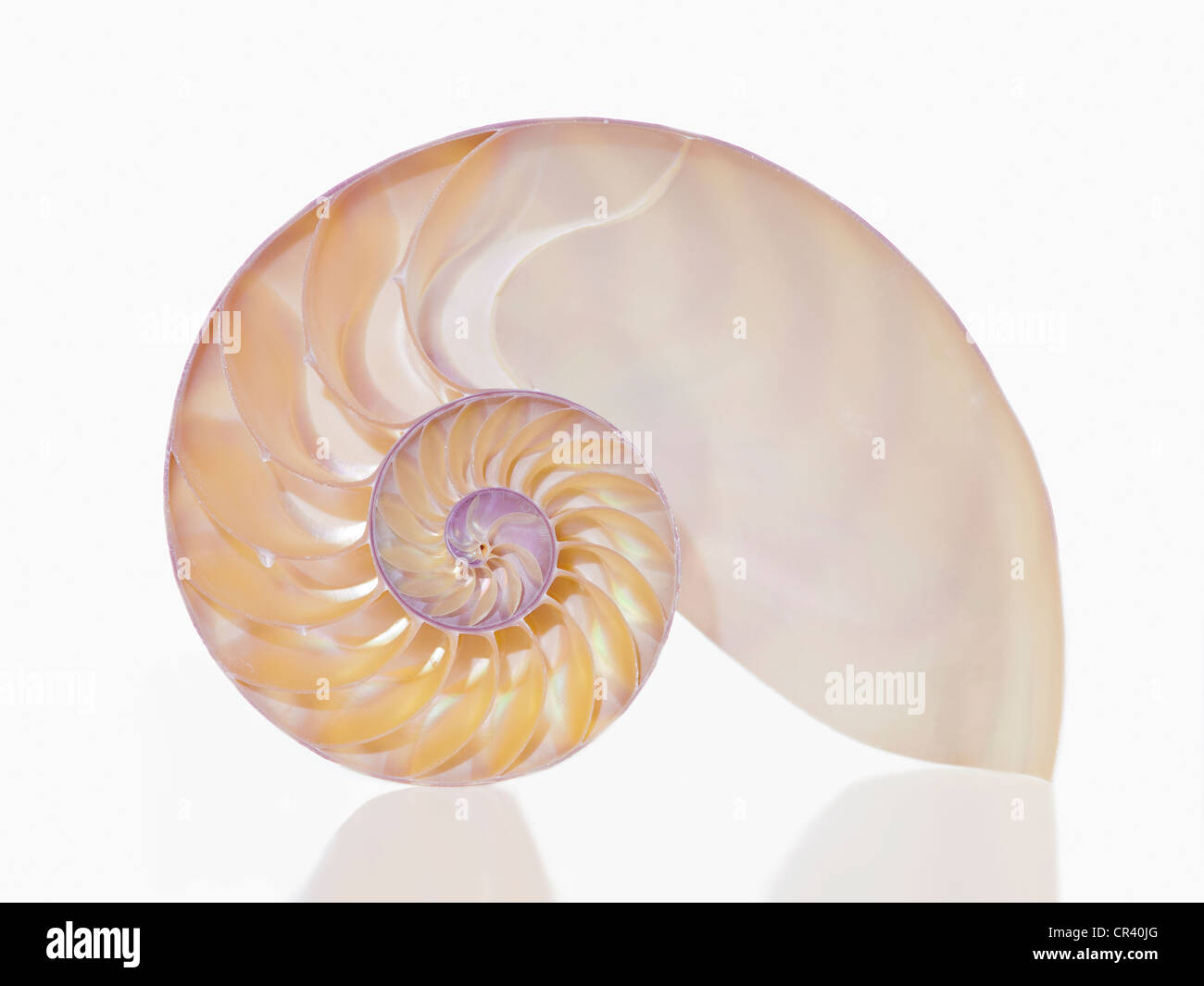 Chambered nautilus shell hi-res stock photography and images - Alamy