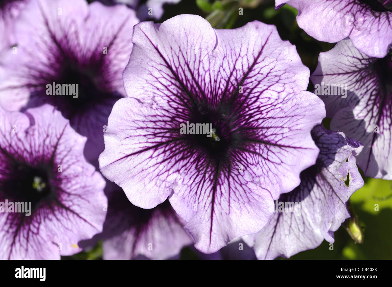 Purple petunia petunia surfinia flowers hi-res stock photography and ...