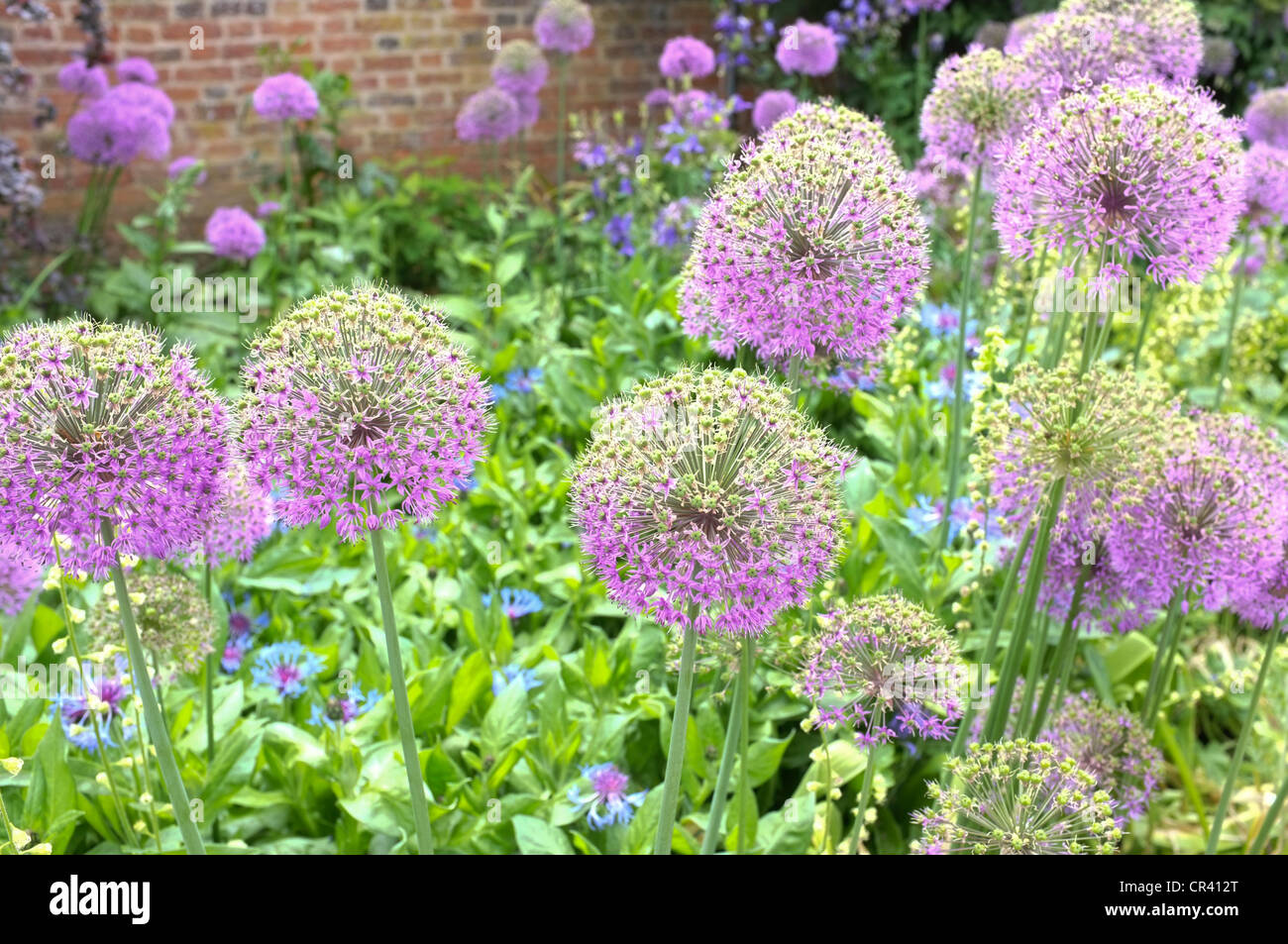 Alliums in garden border, England, UK Stock Photo - Alamy