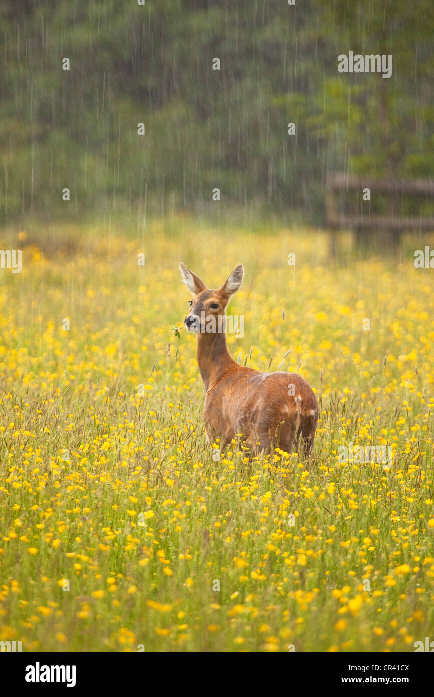 Rain falling on Doe Roe Deer in Buttercup field Worcestershire, England ...
