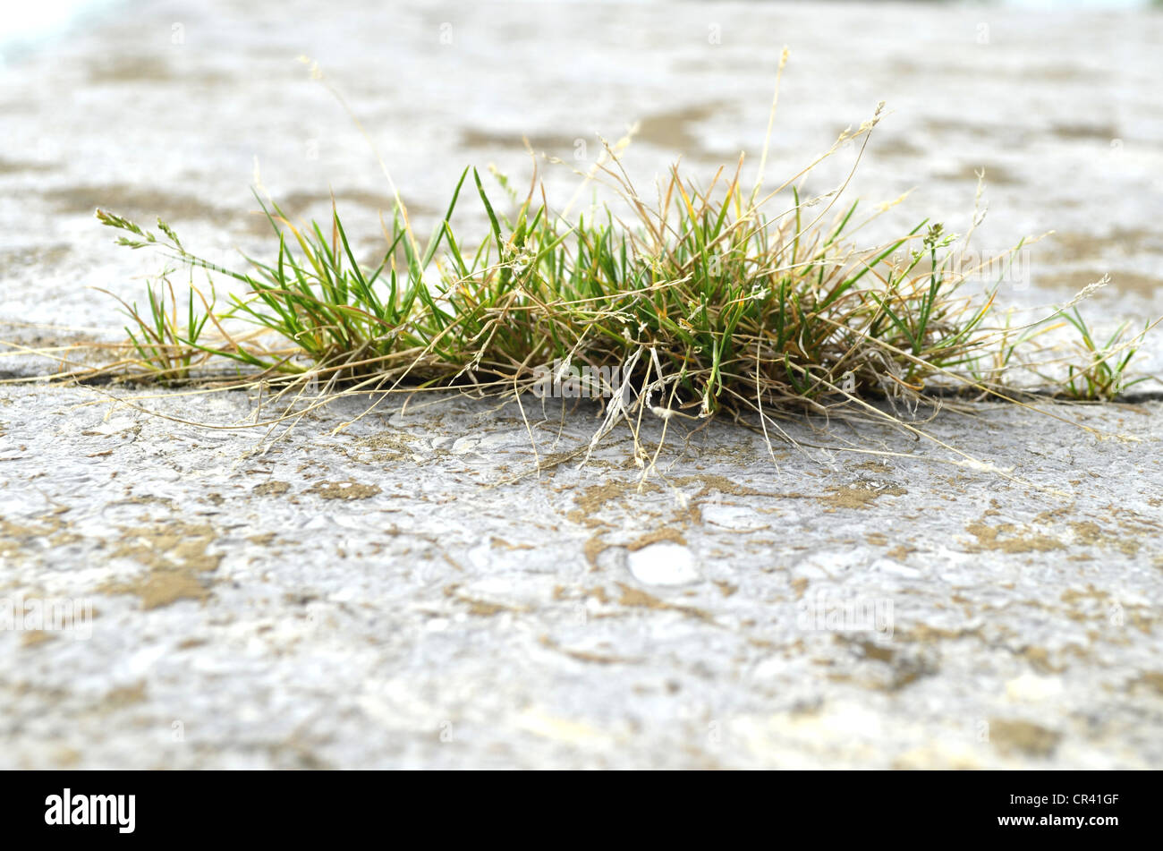 Pavement tufts of grass hi-res stock photography and images - Alamy
