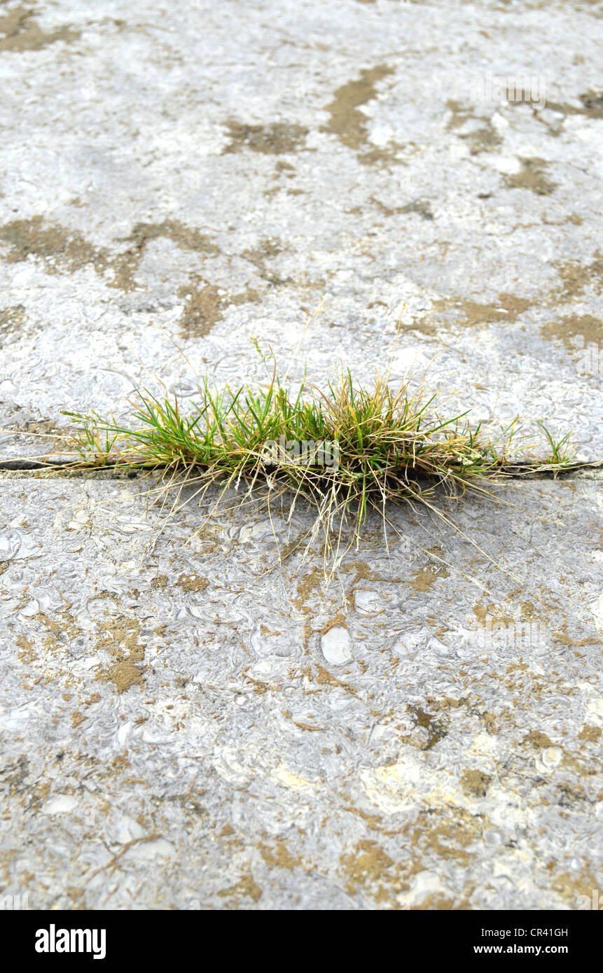 Tufts of grass between sidewalk slabs Stock Photo - Alamy