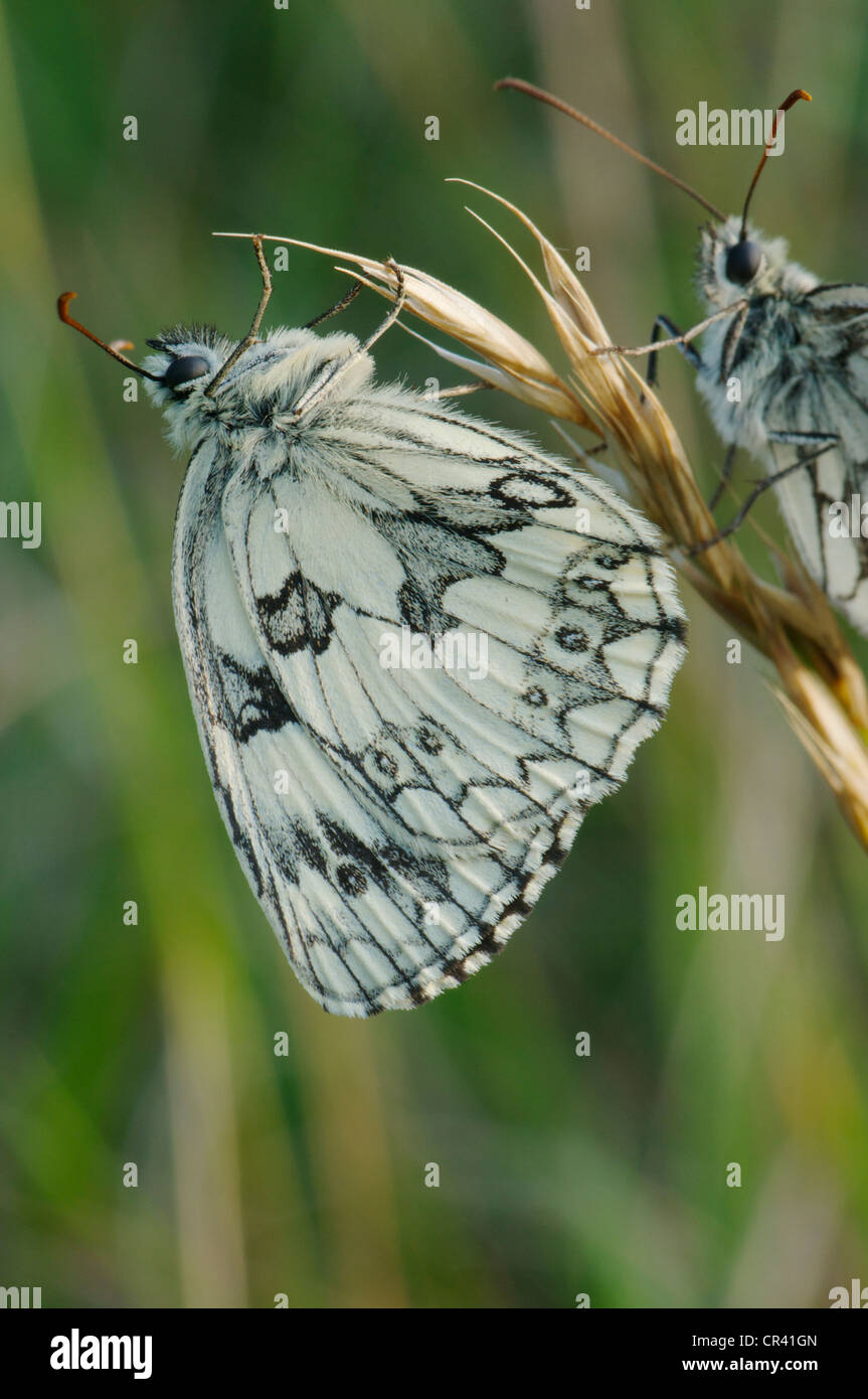 Marbled White butterflies basking in early morning sun to warm up ...