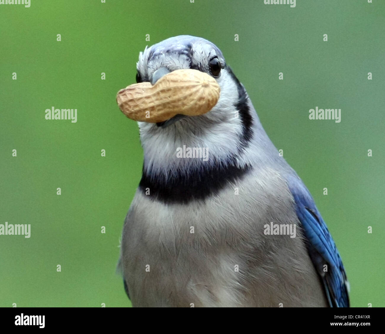 Nut catcher hi-res stock photography and images - Alamy