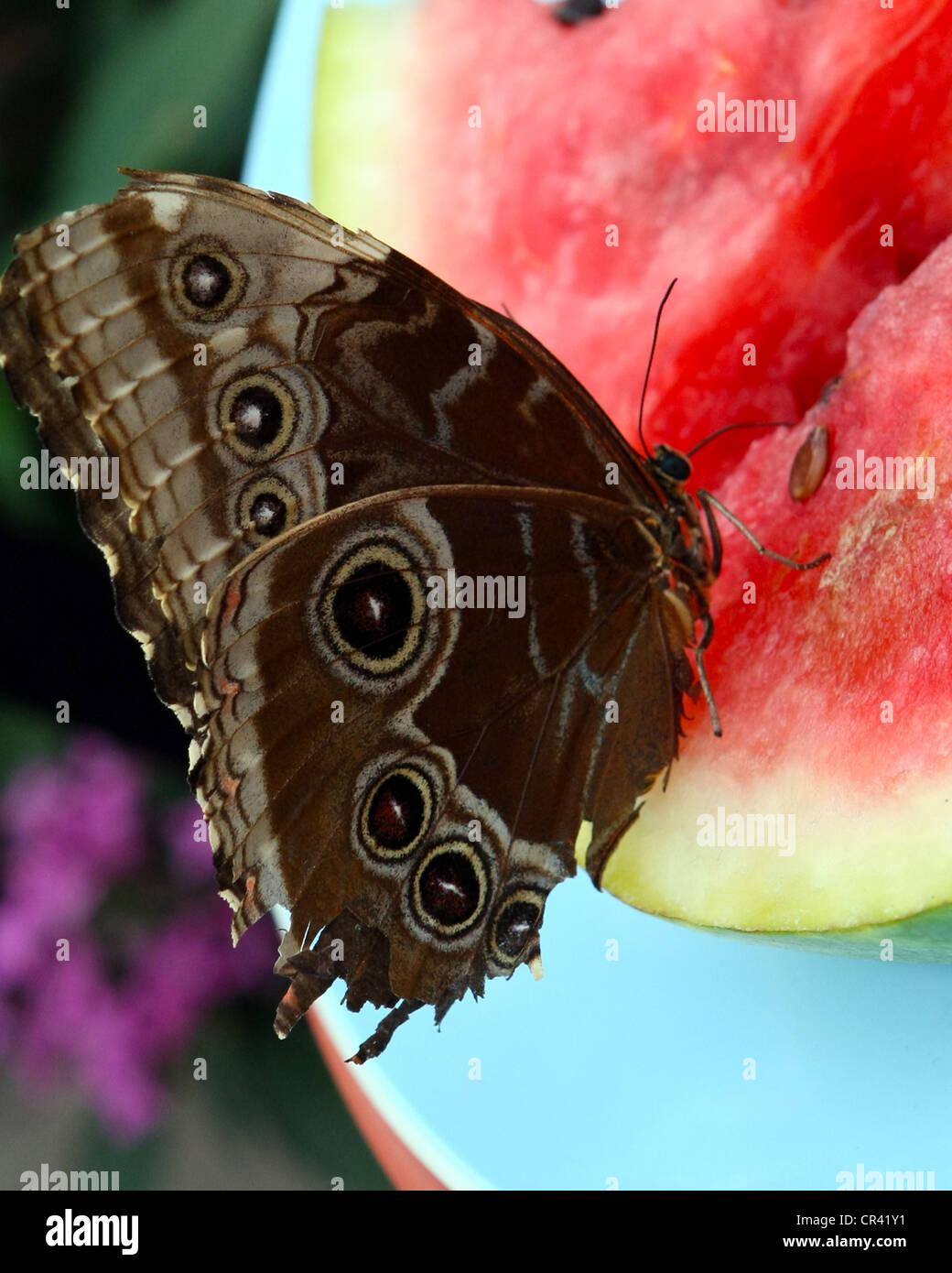 Butterfly eating a melon hi-res stock photography and images - Alamy