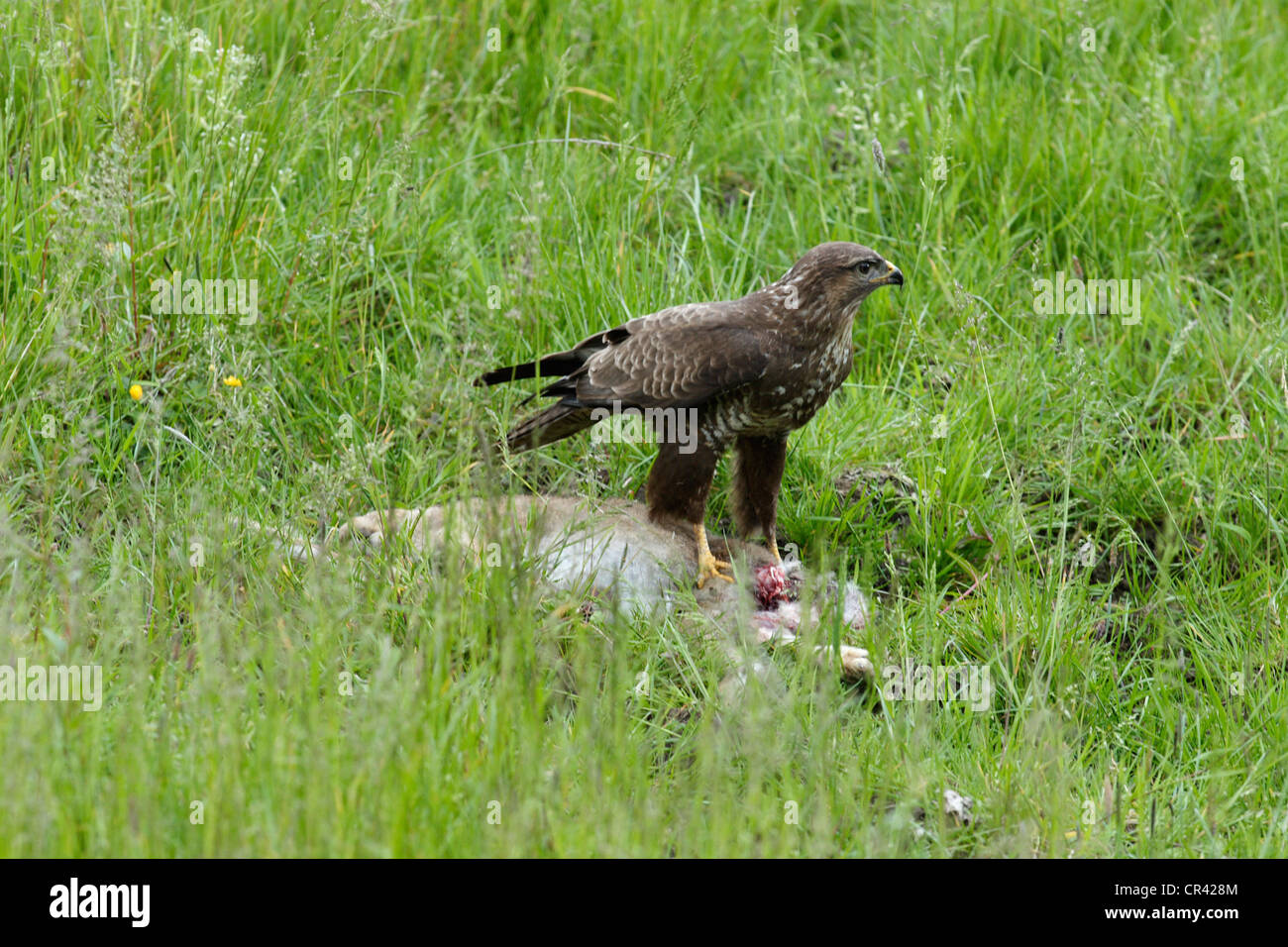 Common Buzzard on a kill Stock Photo - Alamy