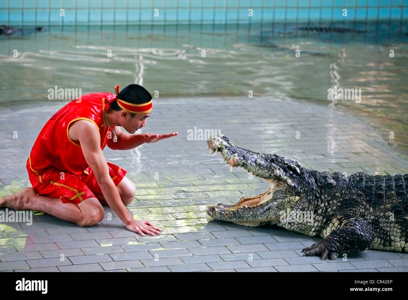Crocodile show in Thailand Stock Photo - Alamy