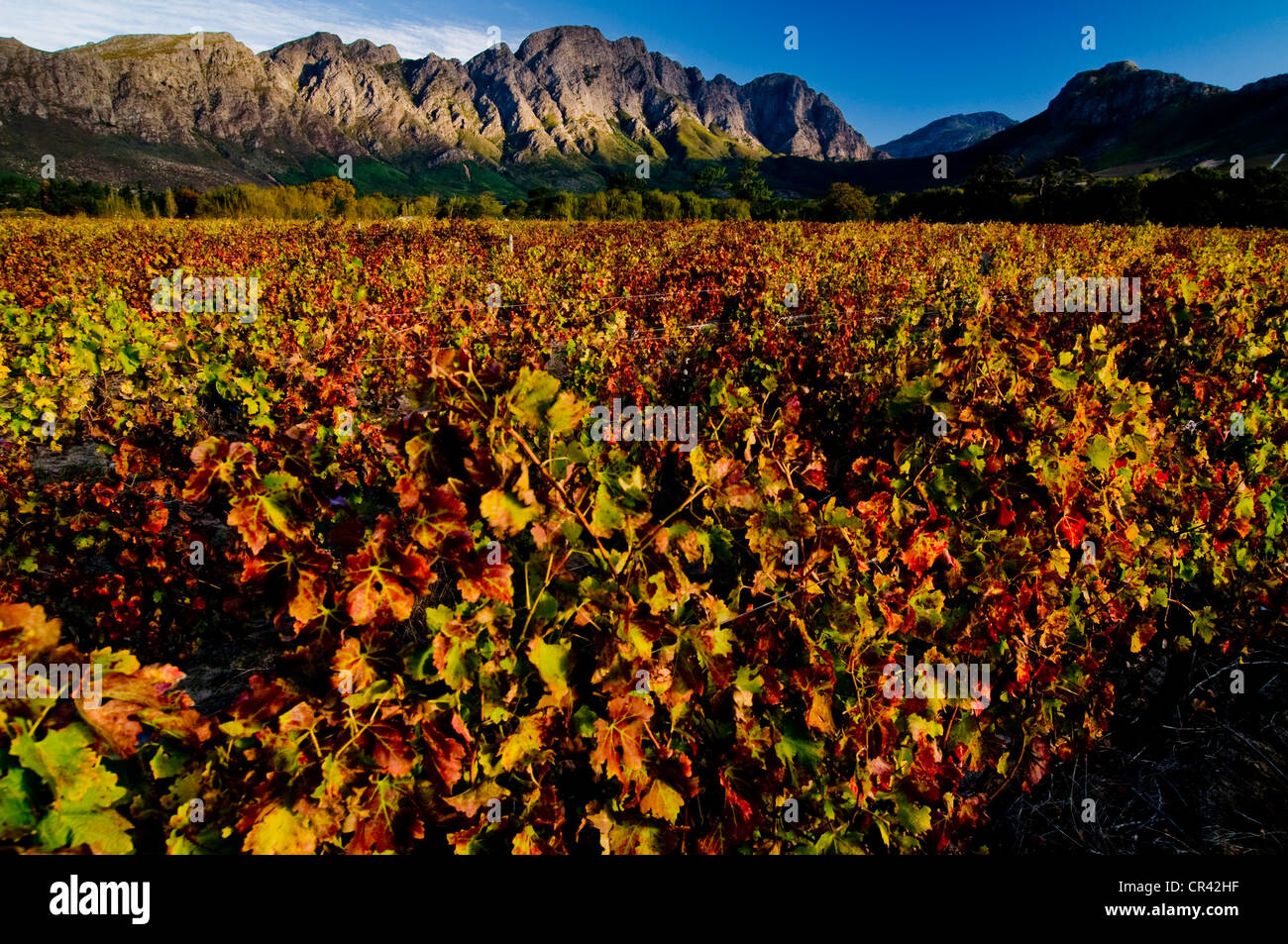 Common Grape Vine (Vitis vinifera), landscape, Franschhoek Valley ...