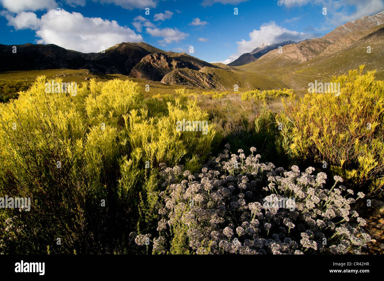 Swartberge hi-res stock photography and images - Alamy