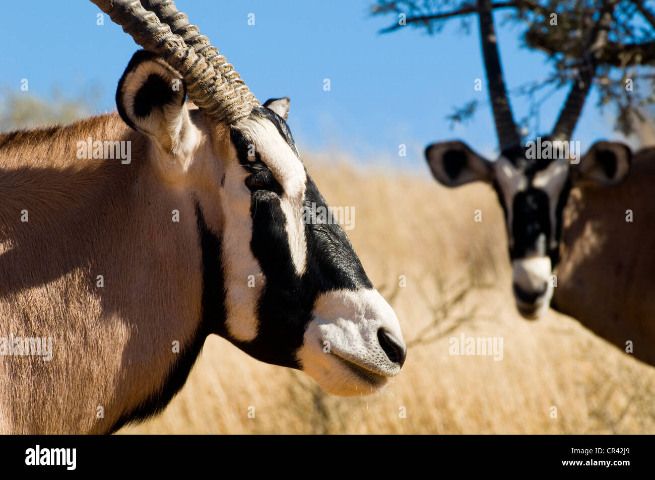Cape gemsbuck hi-res stock photography and images - Alamy