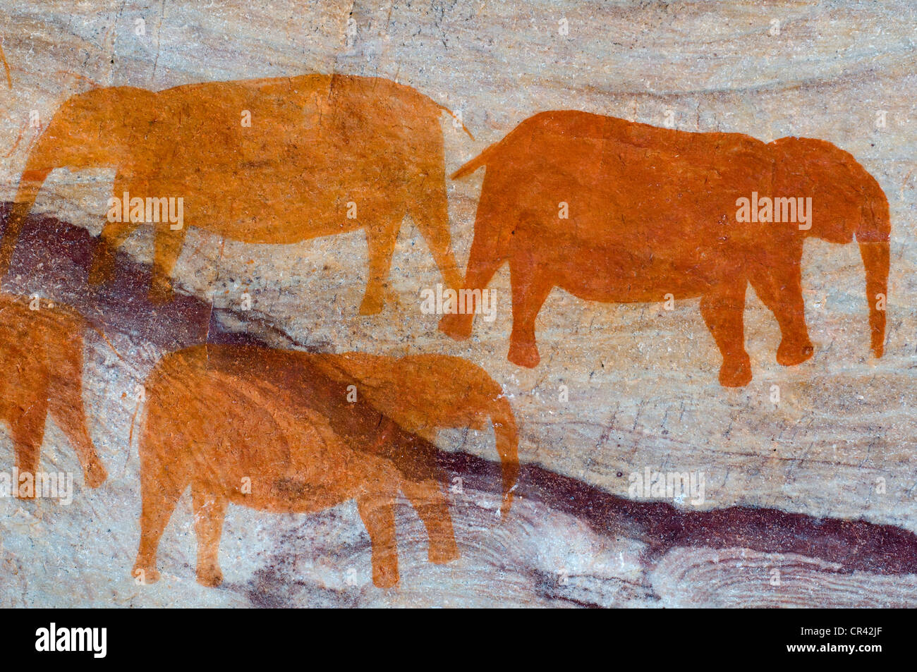 Drawings of elephants by the San, bushmen, Cedarberg, Western Cape ...